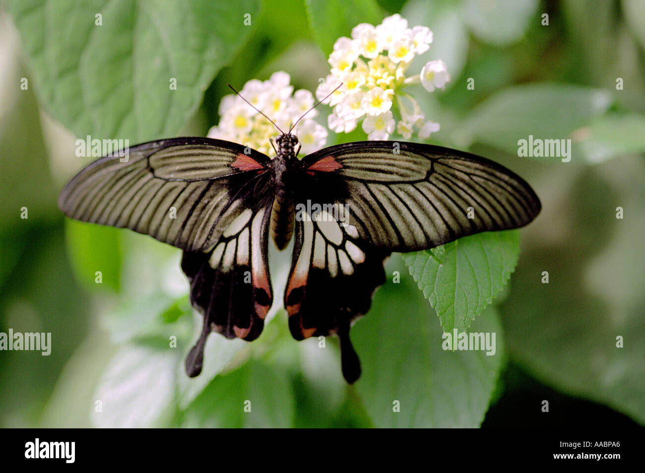 Great Mormon Swallowtail Butterfly, Papilio memnon, Papilionidae Stock ...