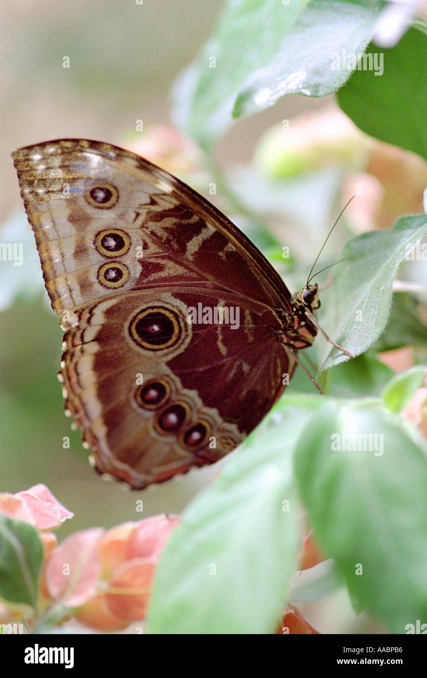 Blue Morpho Butterfly (Underside), Morpho peleides, Nymphalidae, South ...
