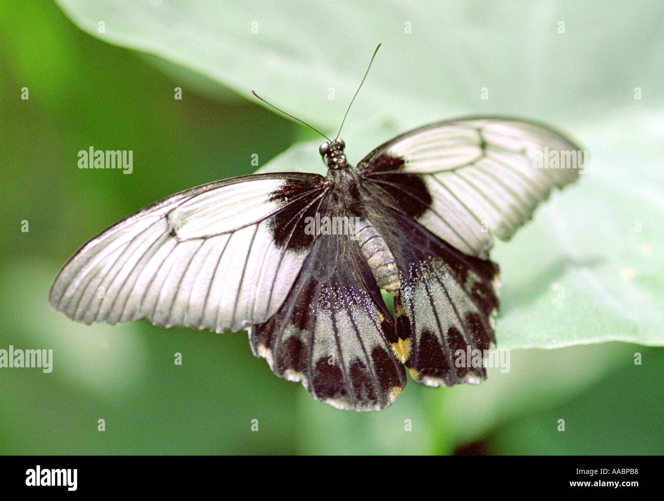 Mormon swallowtail butterfly hi-res stock photography and images - Alamy