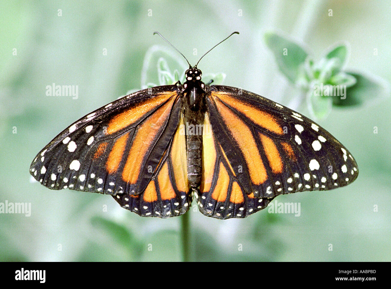 Monarch Butterfly, Danaus plexippus Stock Photo - Alamy Monarch Butterfly, Danaus plexippus Stock Photo - Alamy