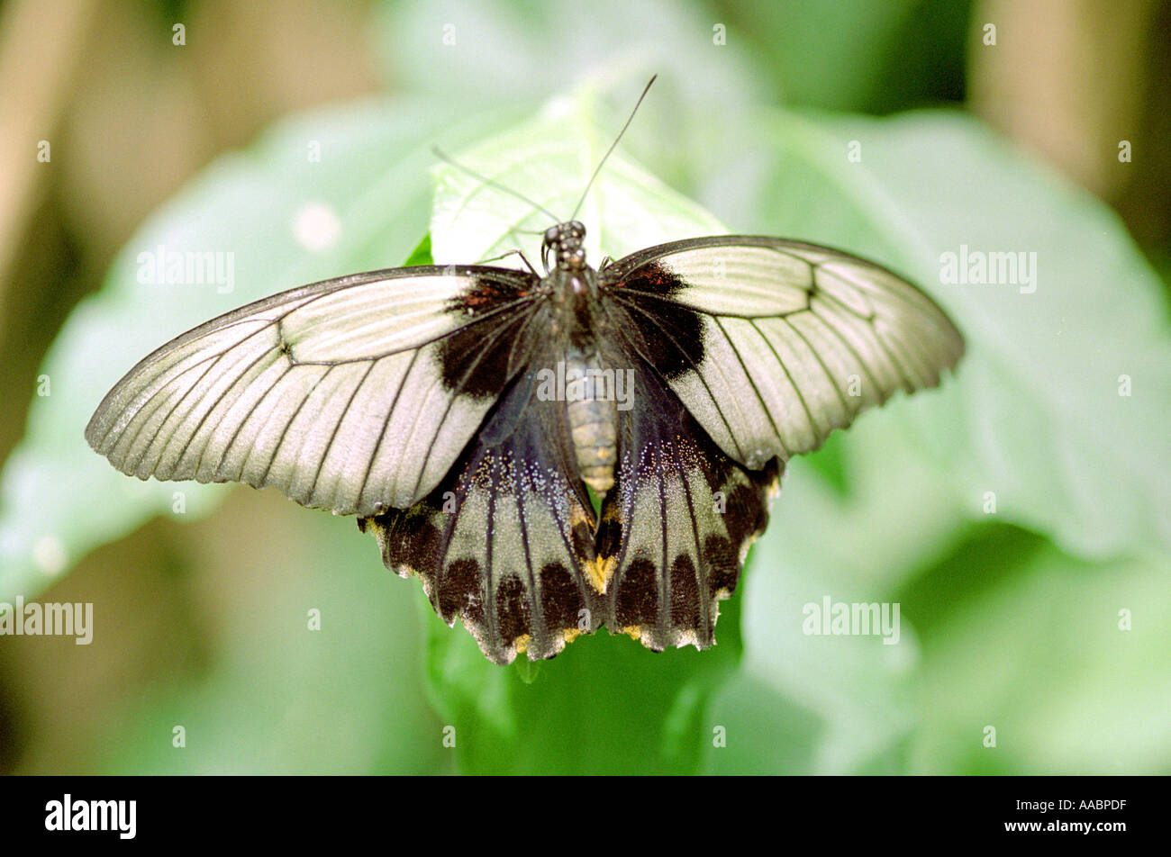 Mormon swallowtail butterfly hi-res stock photography and images - Alamy