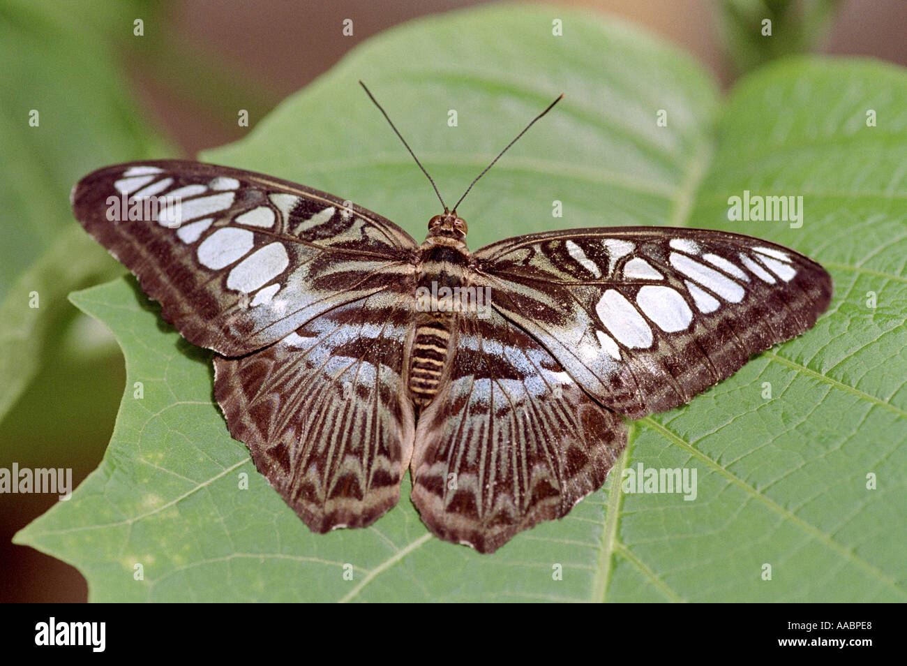 The Blue Clipper Butterfly, Parthenos sylvia lilacinus, Nymphalidae ...