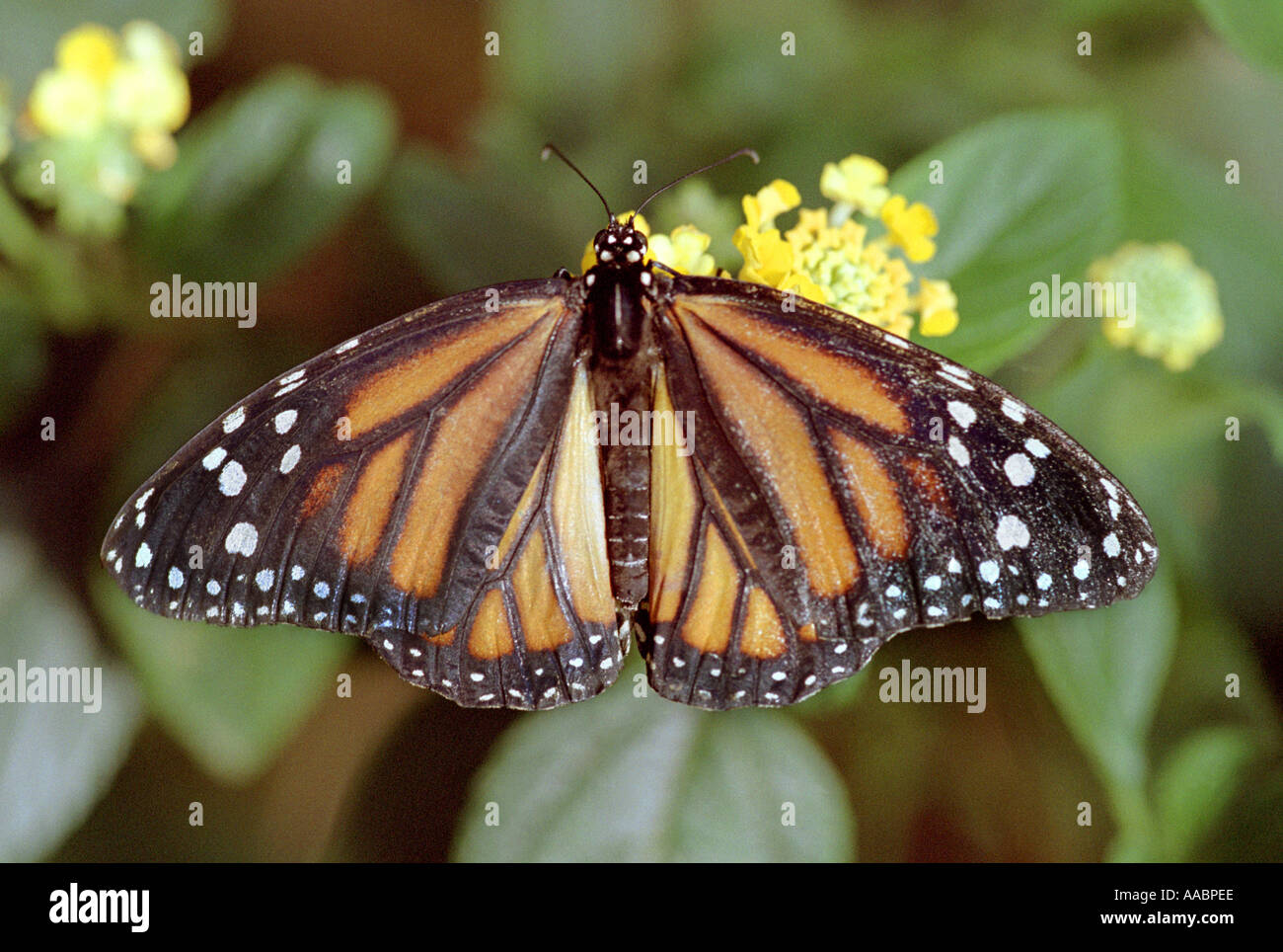Monarch Butterfly Danaus plexippus Stock Photo - Alamy