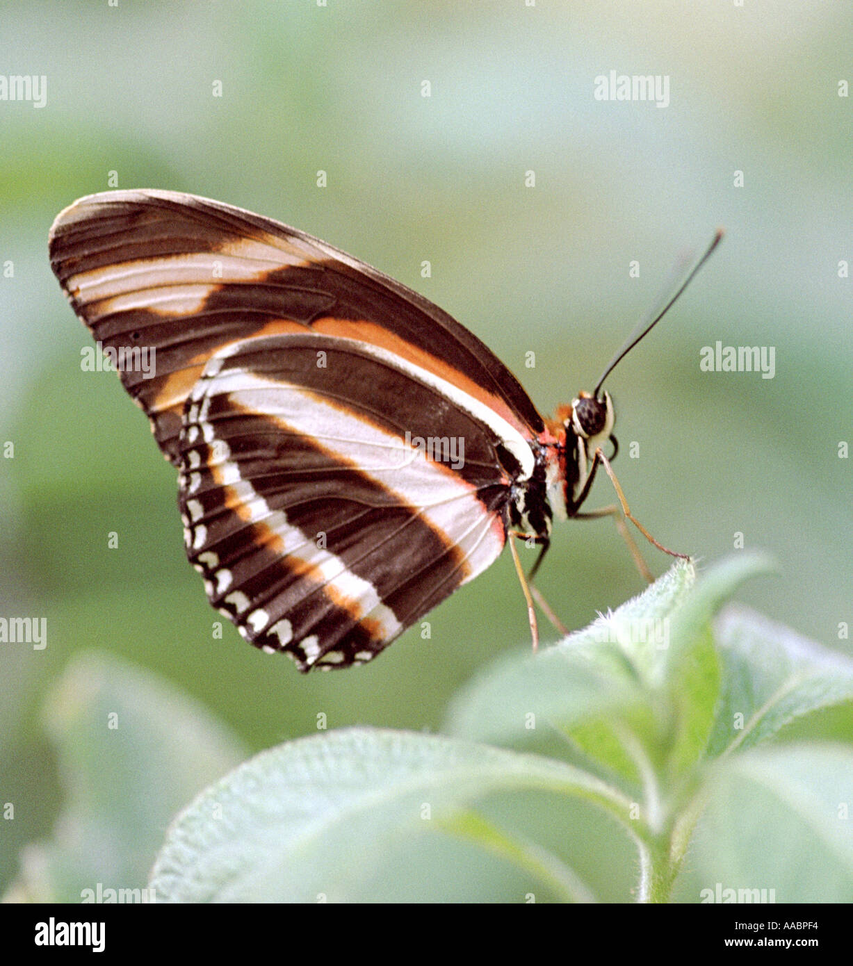 Oak Tiger butterfly, Dryadula phaetusa, also Known as Banded Orange ...