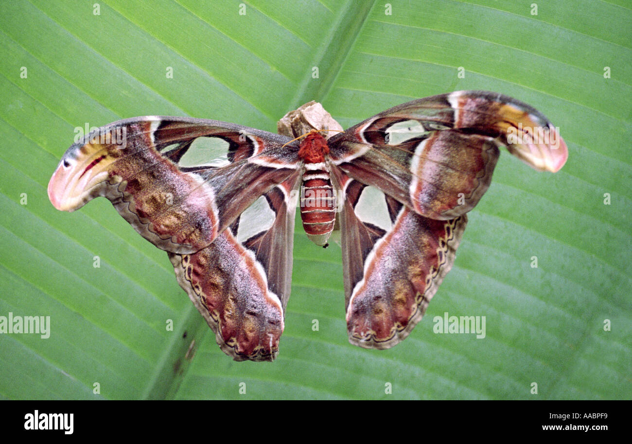 Giant Atlas Moth, Attacus atlas, Saturniidae, Lepidoptera Stock Photo ...