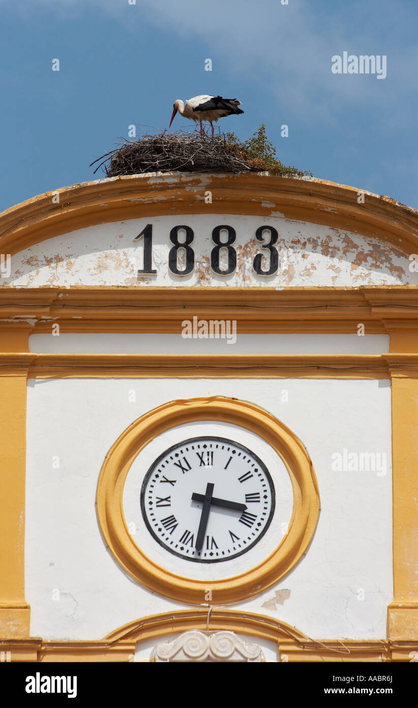 White stork ( Ciconia Ciguena) nesting on clock tower Extremadura ...