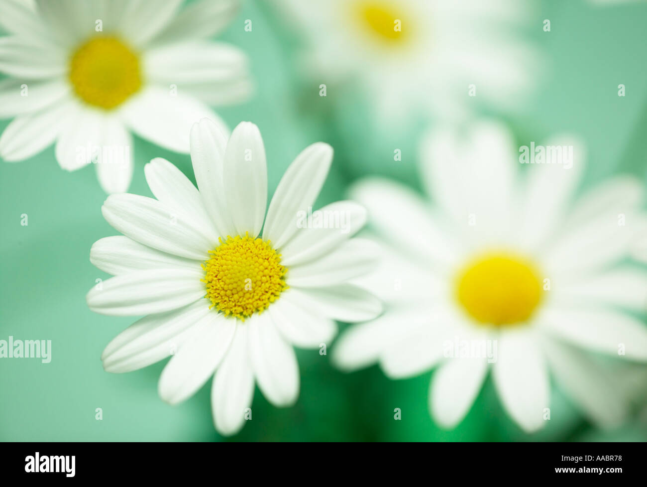 White Marguerite flowers with green background Argyranthemum Stock ...