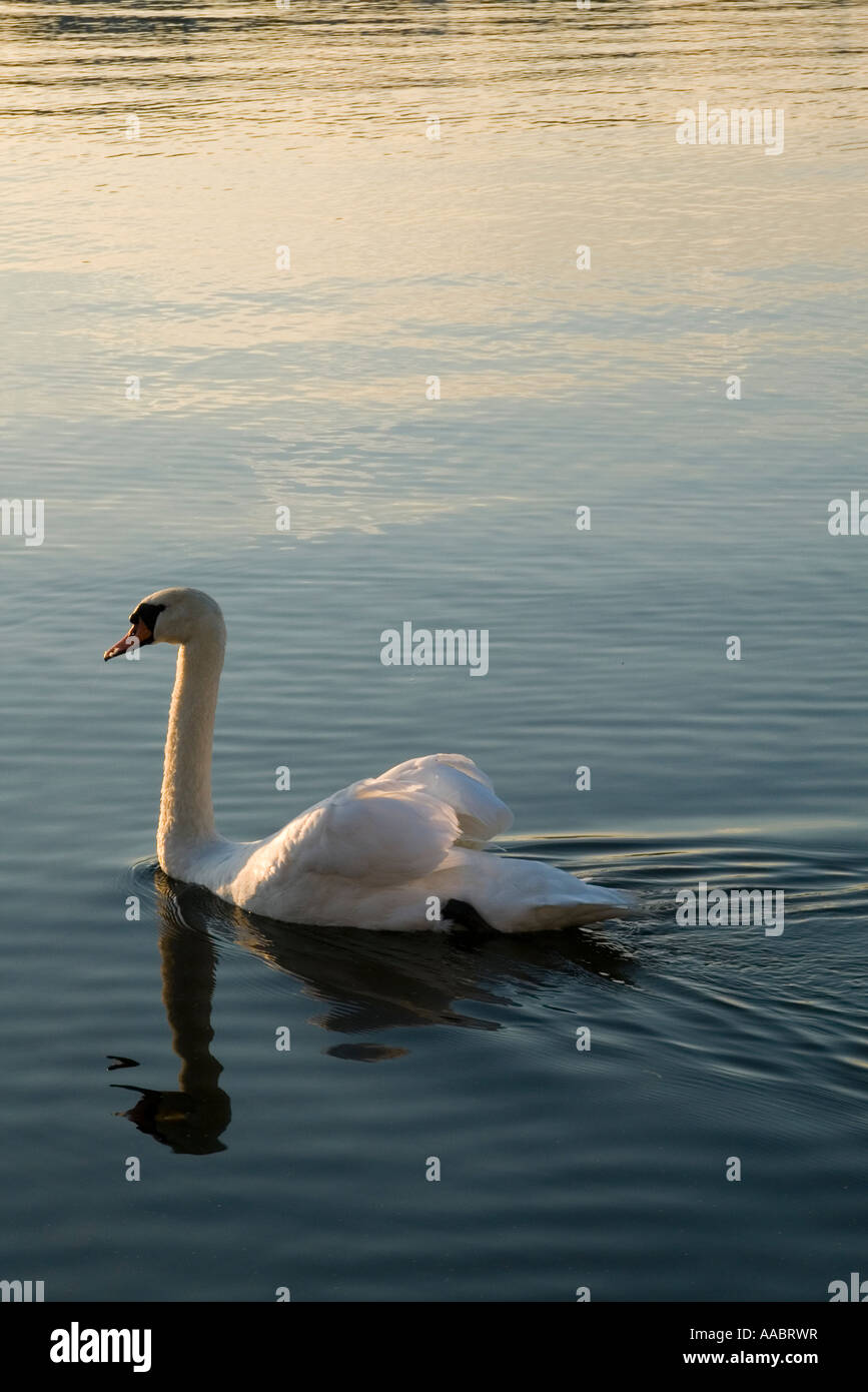 single swan on lake in sunset Stock Photo - Alamy
