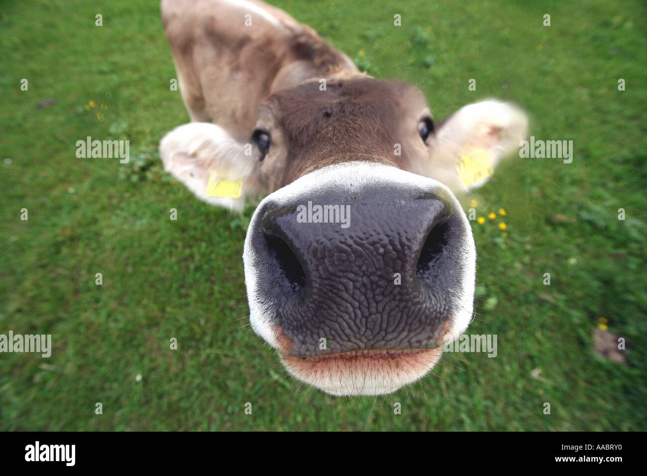 cow infront of a camera Stock Photo - Alamy