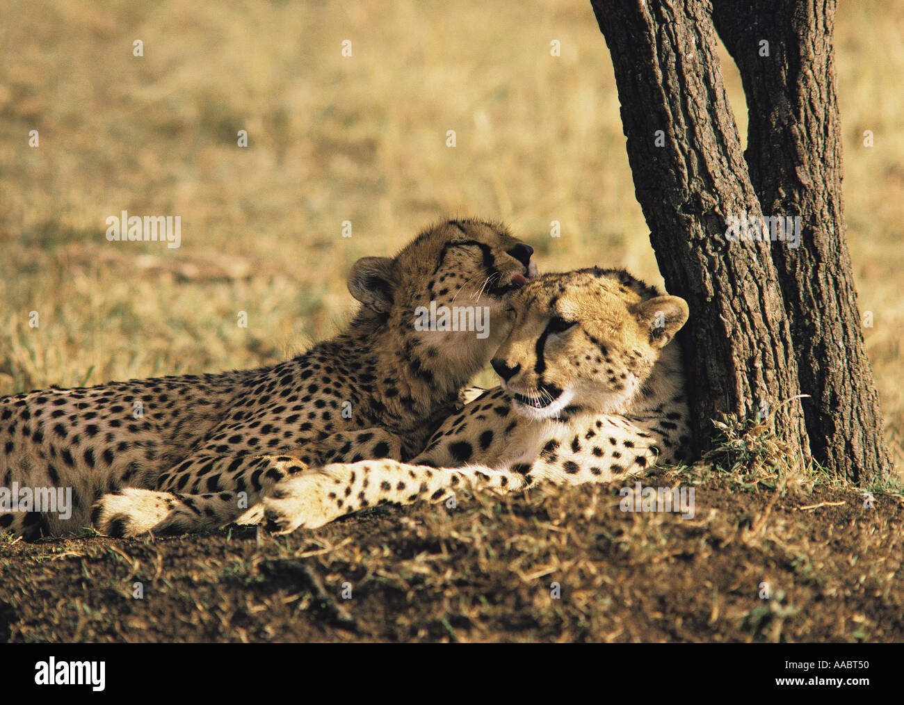 Two cheetahs resting under tree Masai Mara National Reserve Kenya East ...