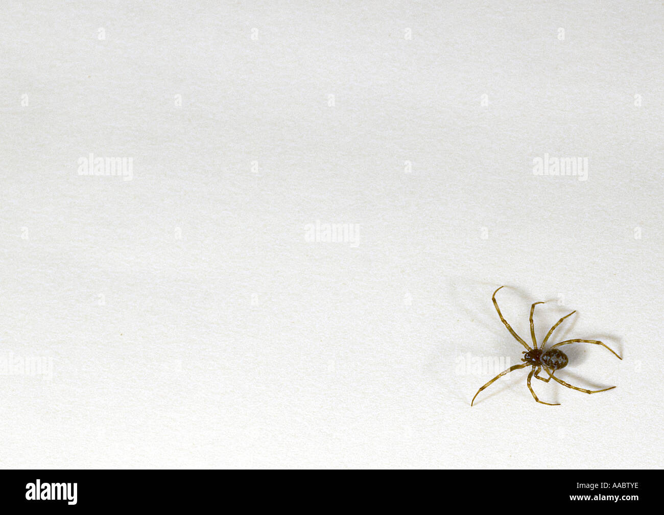 spider on white background Stock Photo - Alamy
