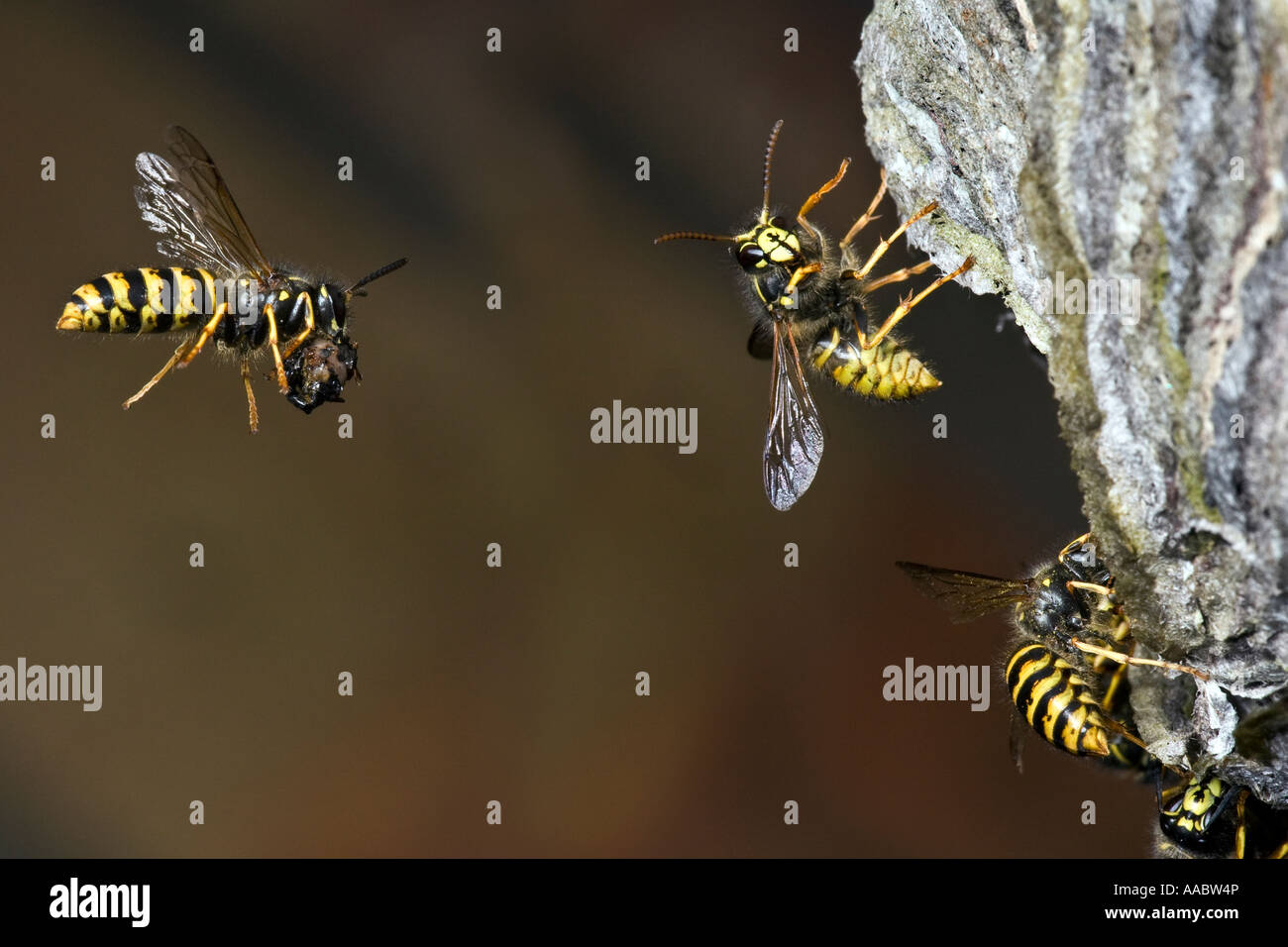 Close up wasp flying around hi-res stock photography and images - Alamy
