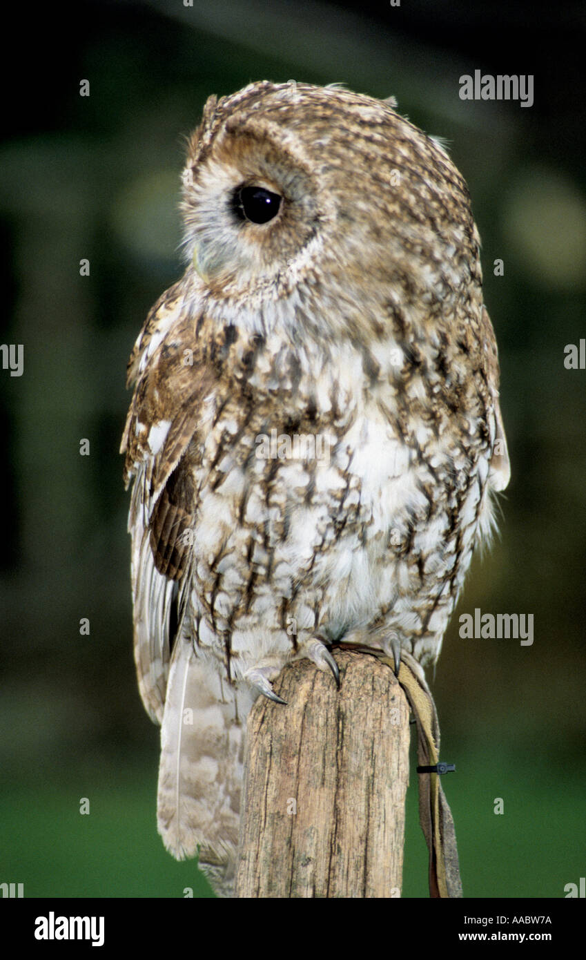 Owl taxonomy hi-res stock photography and images - Alamy