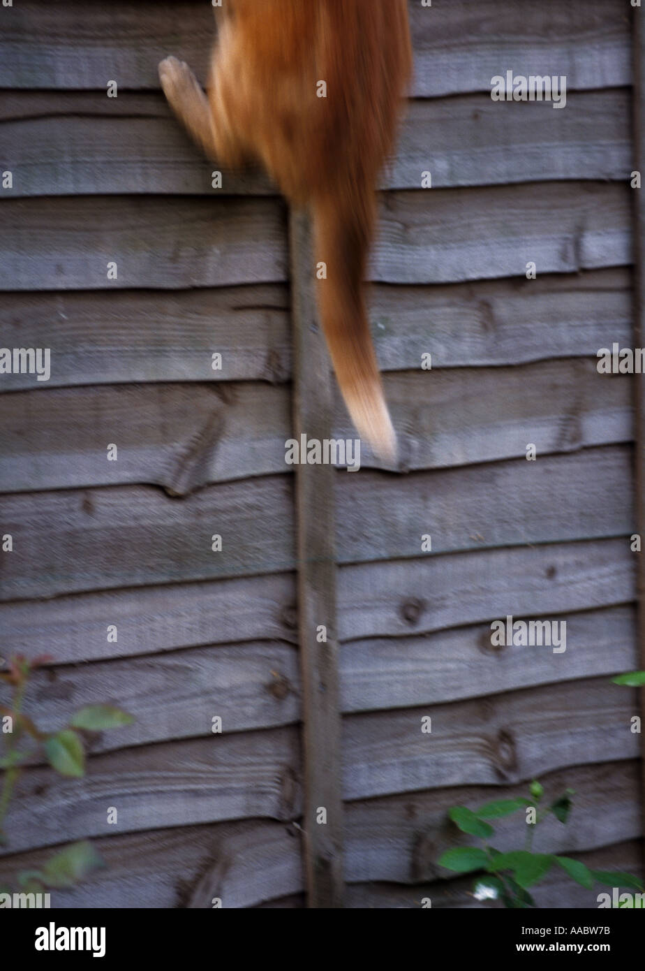 Cat escaping hi-res stock photography and images - Alamy