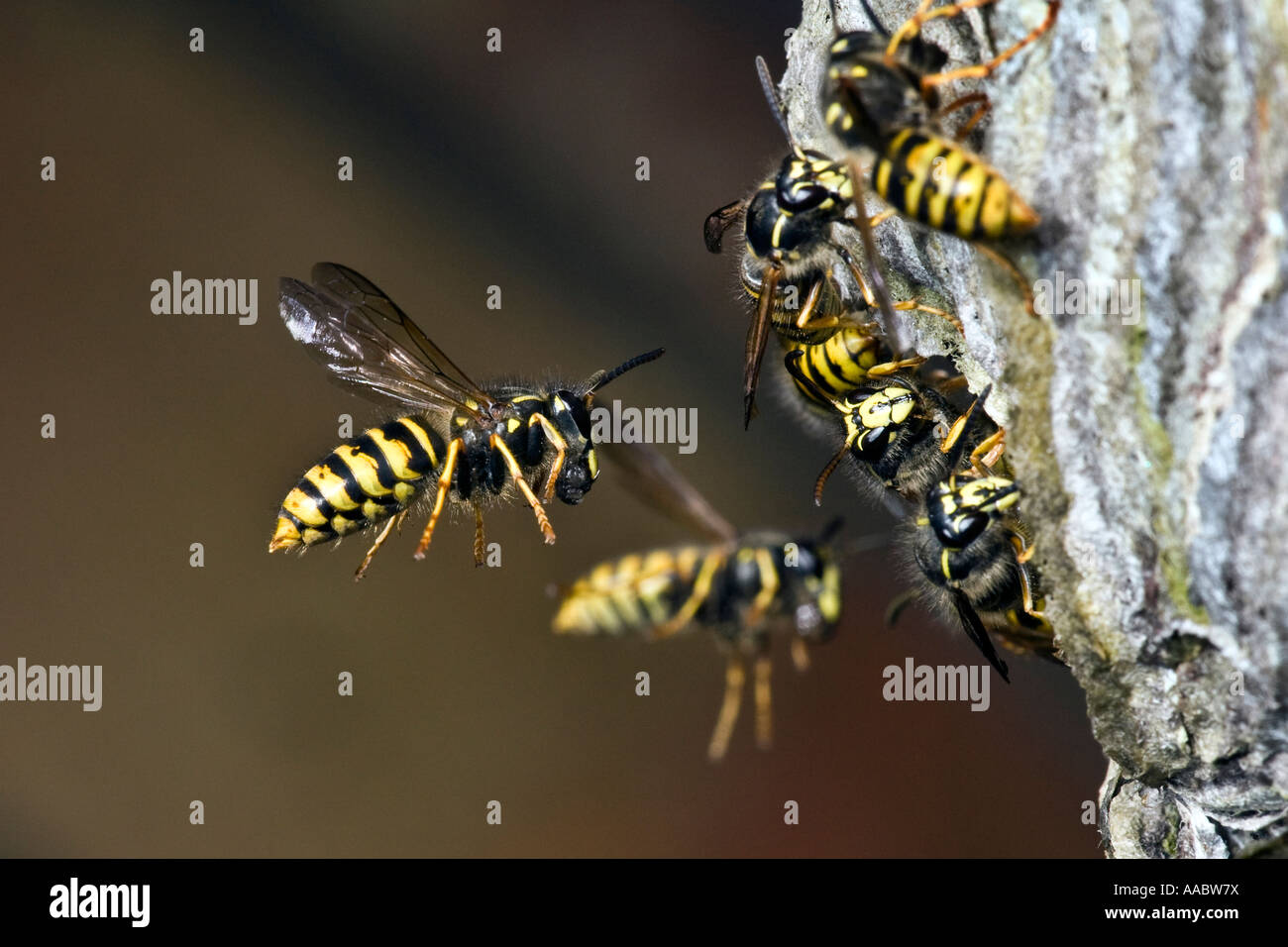 Saxon Wasp Dolichovespula saxonica in flight around nest Biggleswade ...