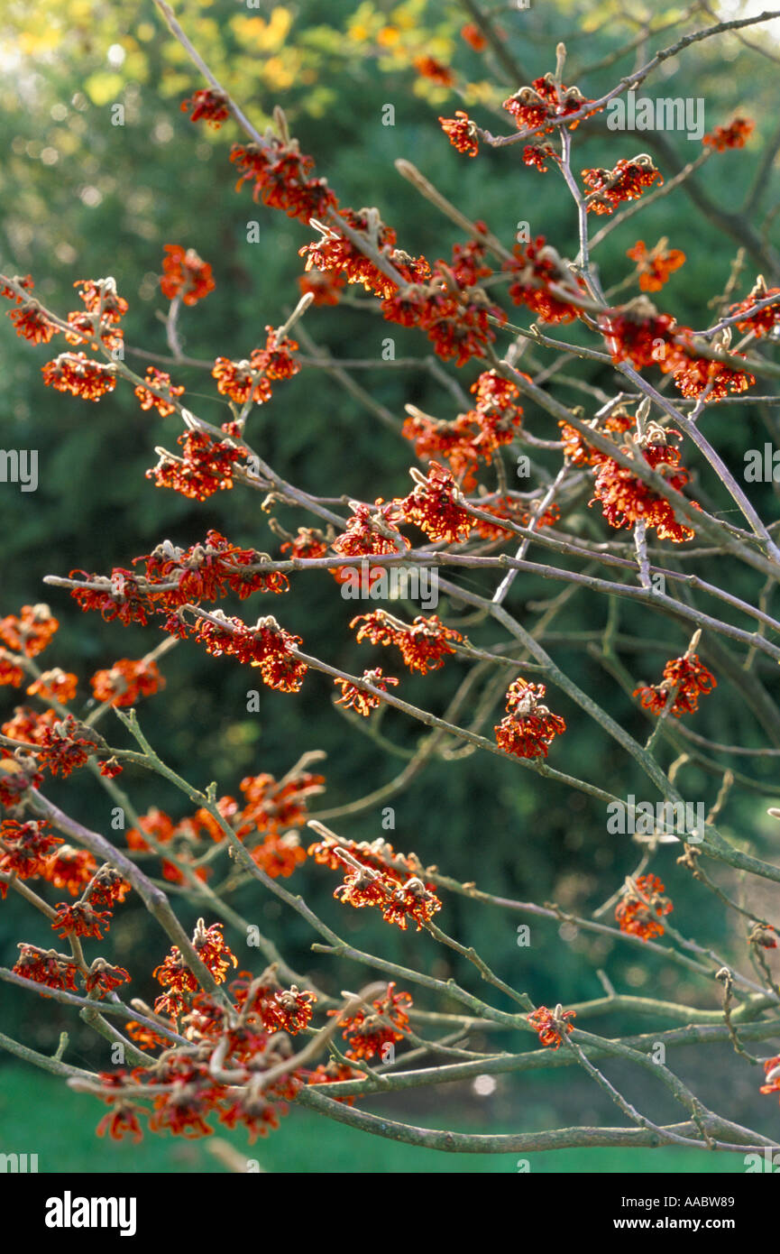 Witch hazel diane leaves hi-res stock photography and images - Alamy