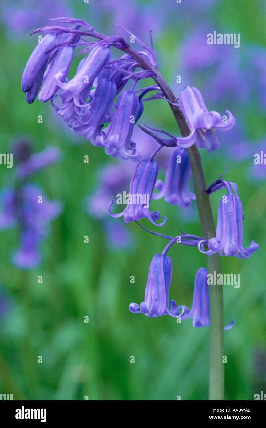 Hyacinthoides non scripta Stock Photo - Alamy