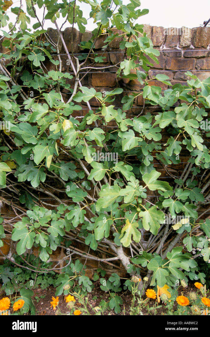 Ficus Brown Turkey fig Stock Photo - Alamy