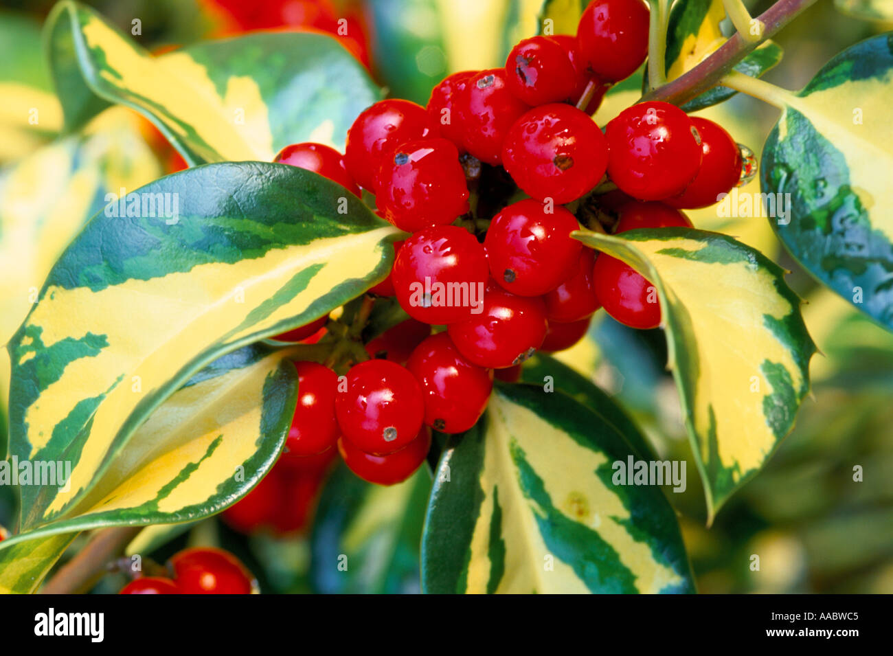 Blooming ilex aquifolium hi-res stock photography and images - Alamy