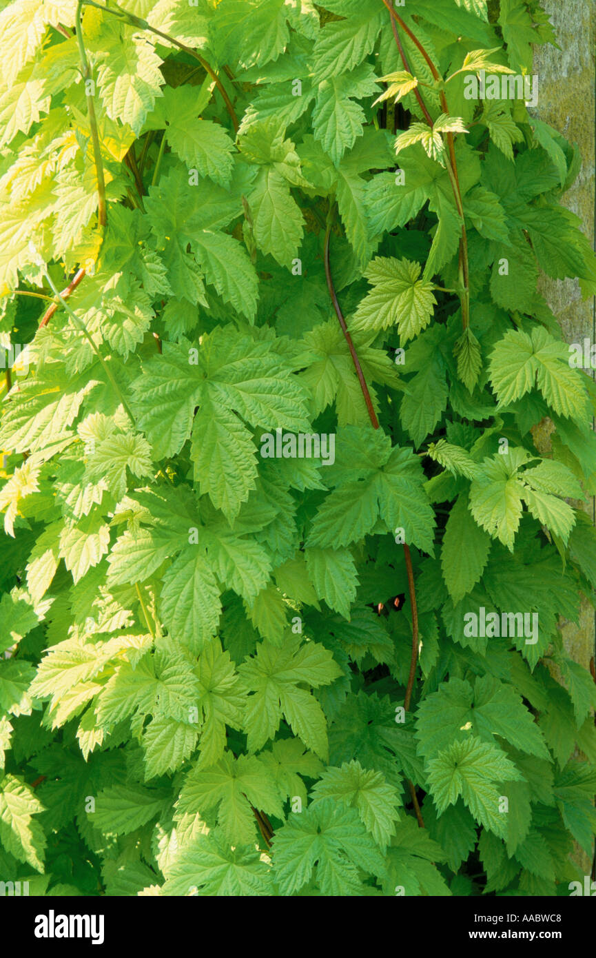 Hop stem humulus lupulus hi-res stock photography and images - Alamy