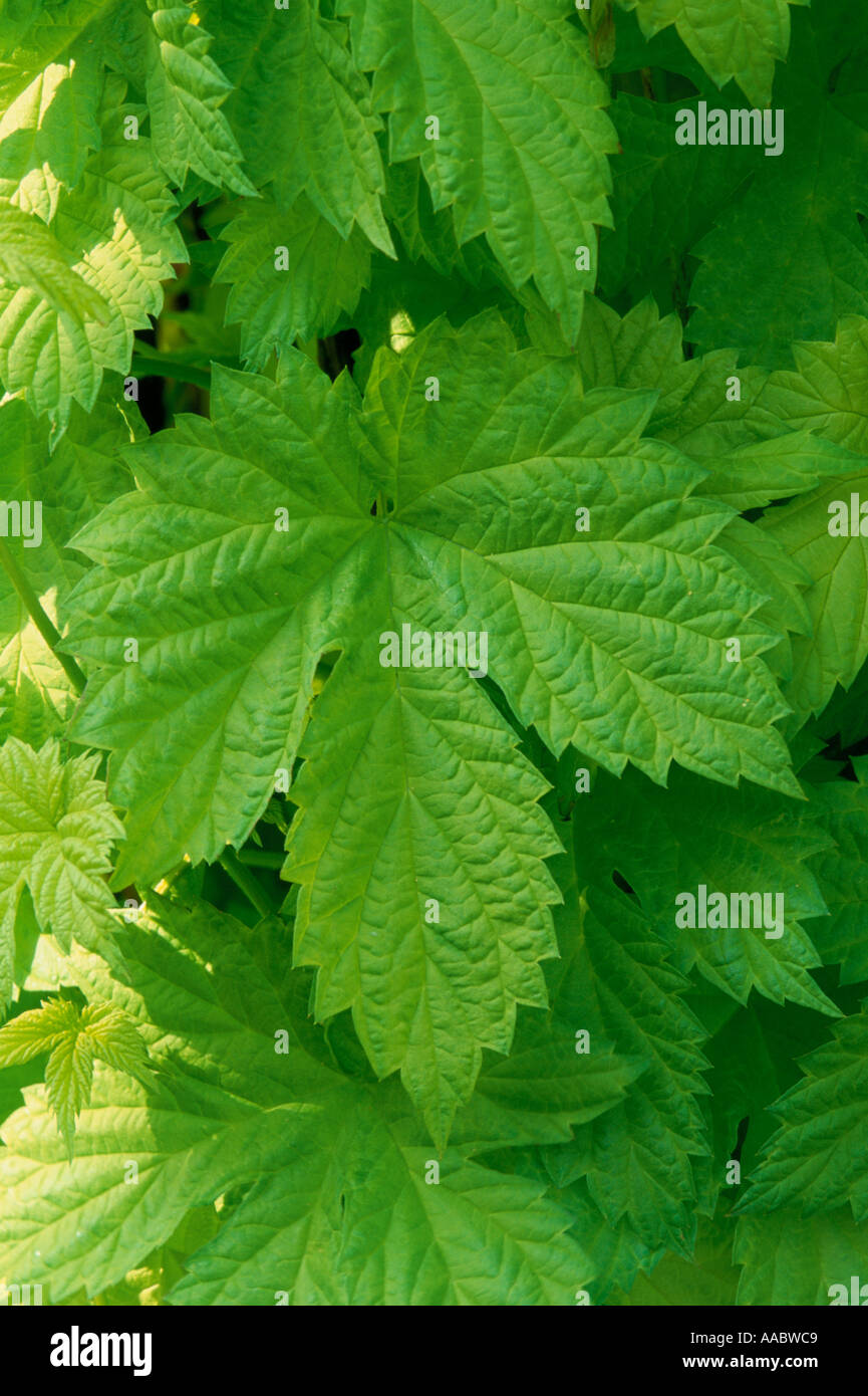 Hop stem humulus lupulus hi-res stock photography and images - Alamy