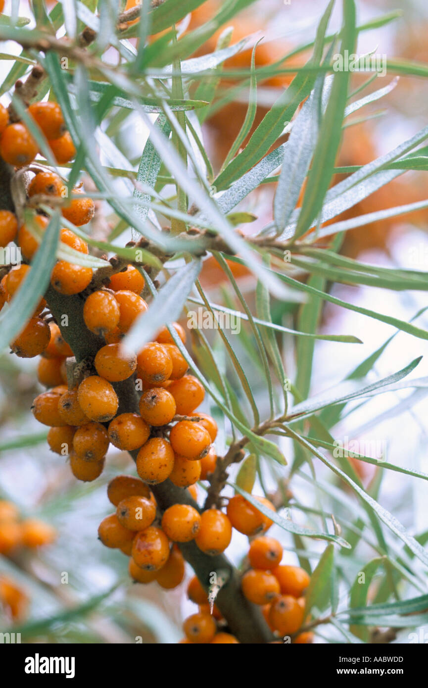 Hippophae rhamnoides flower hi-res stock photography and images - Alamy