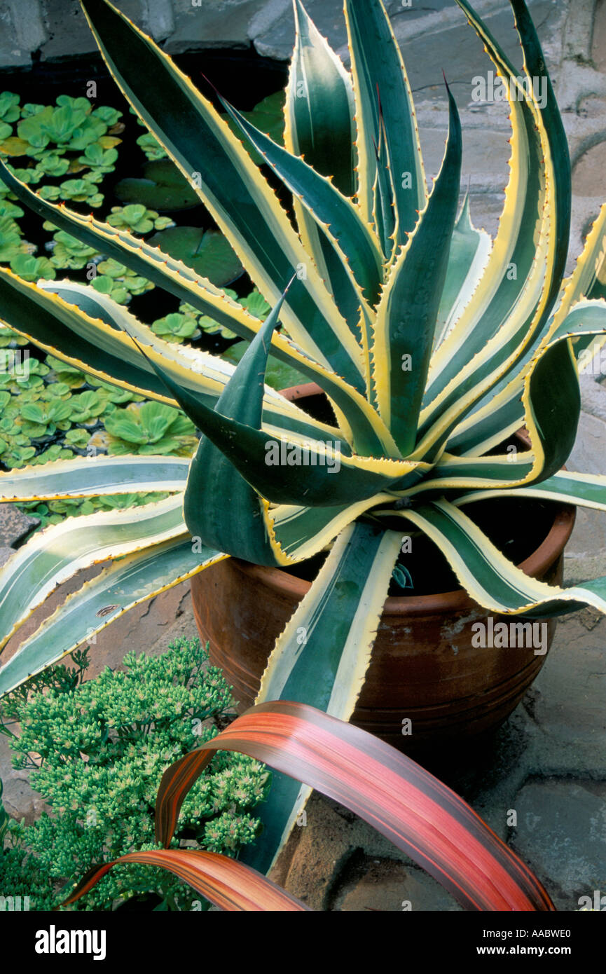 Varigata hi-res stock photography and images - Alamy