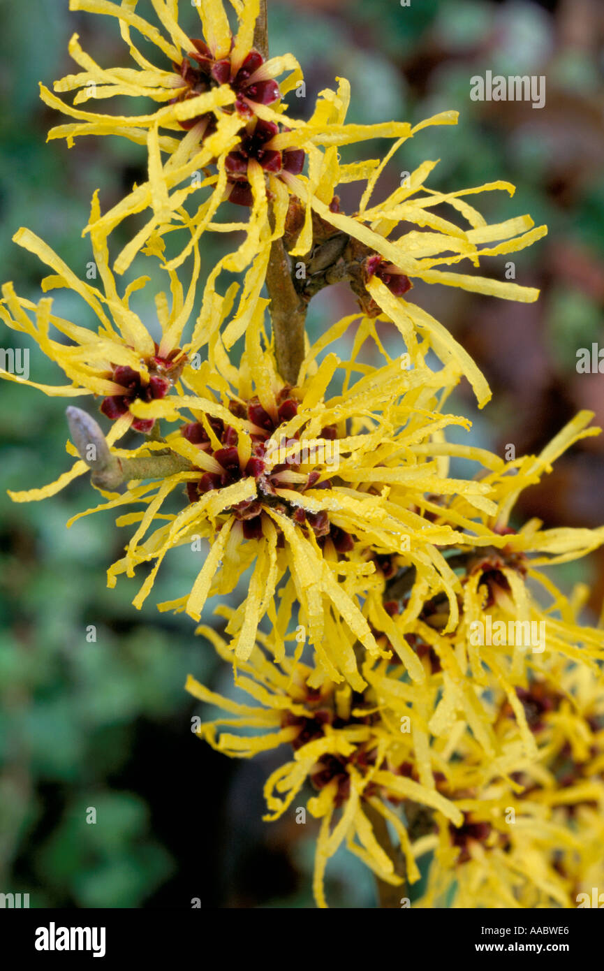 Hamamelis x intermedia Sunburst Stock Photo - Alamy
