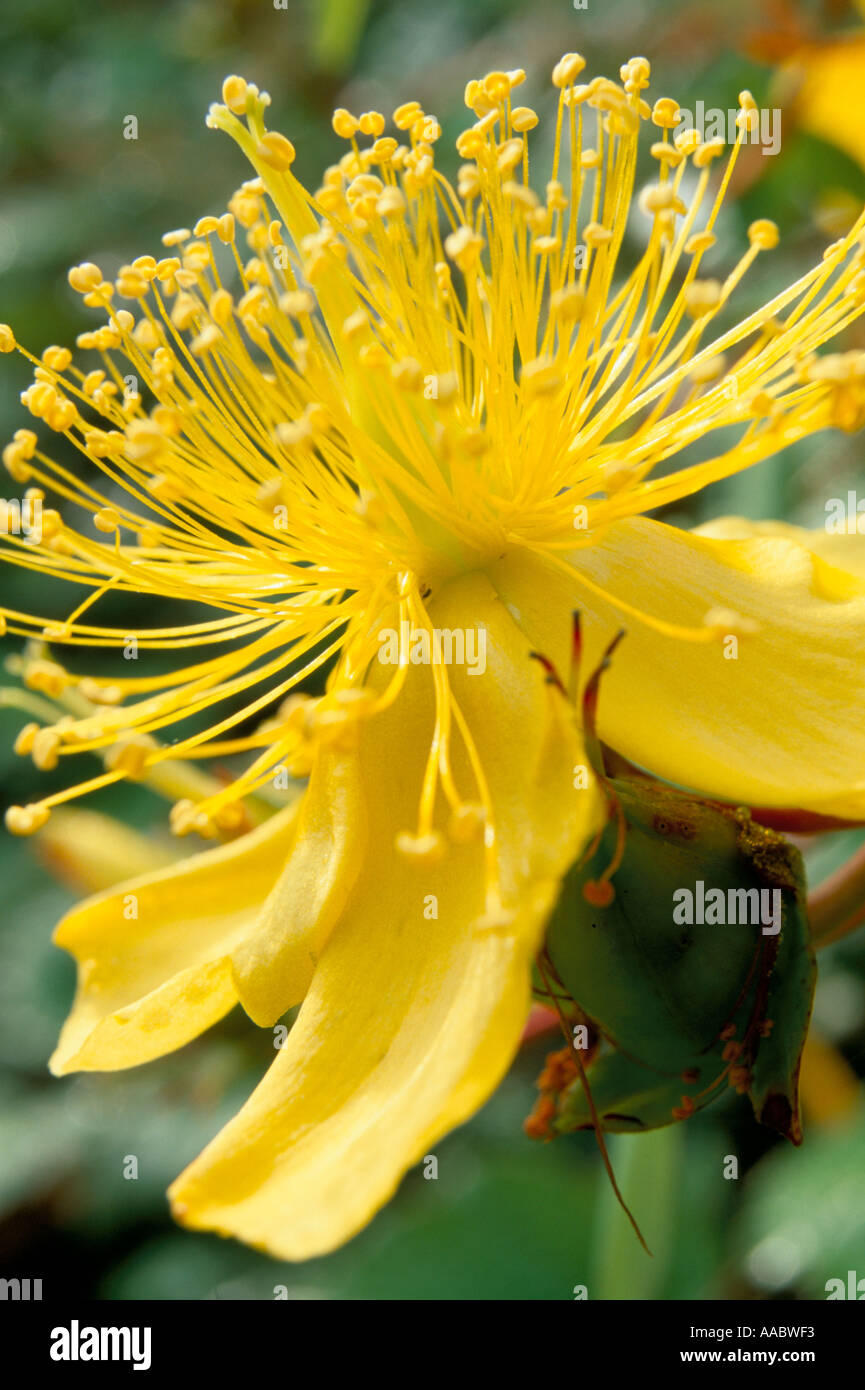 Hypericum forrestii hi-res stock photography and images - Alamy