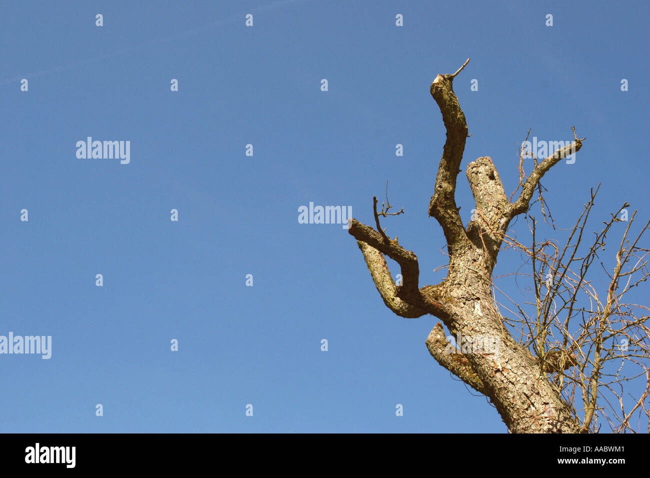 tree without leaves Stock Photo - Alamy