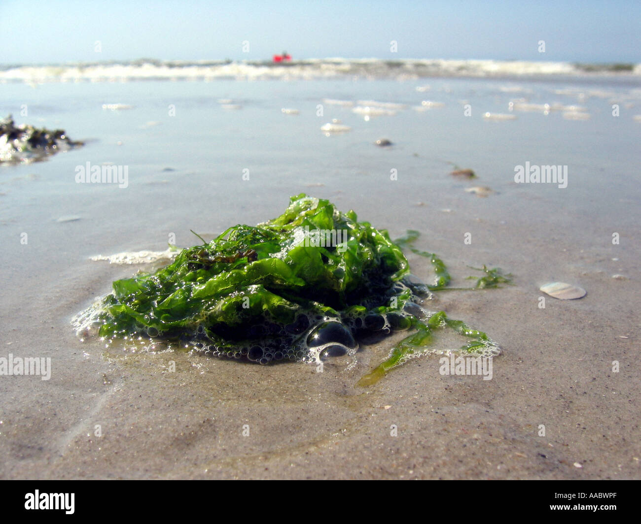 Algae strain hi-res stock photography and images - Alamy