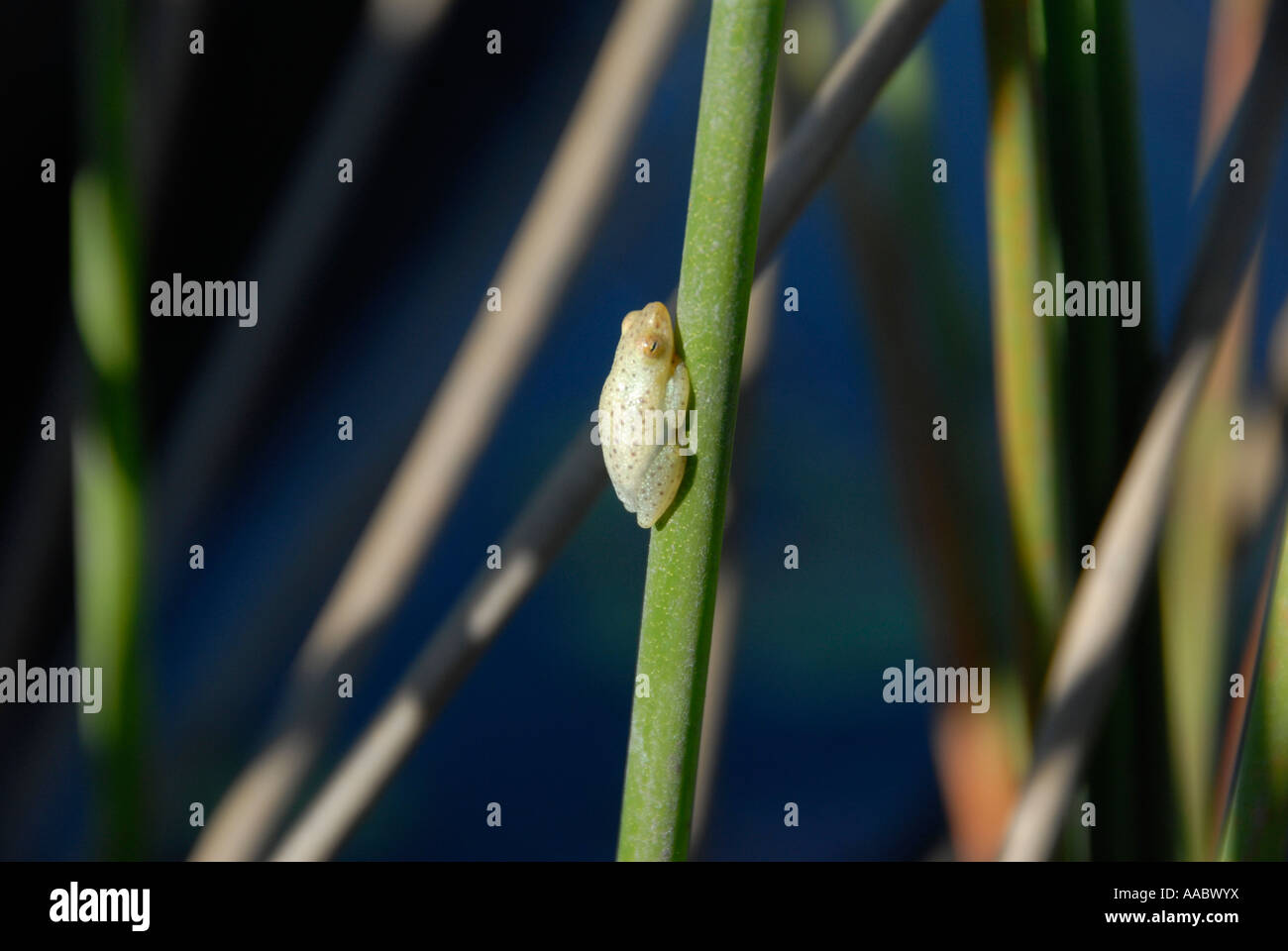 Long reed frog Okavango Delta Botswana Southern Africa Stock Photo - Alamy