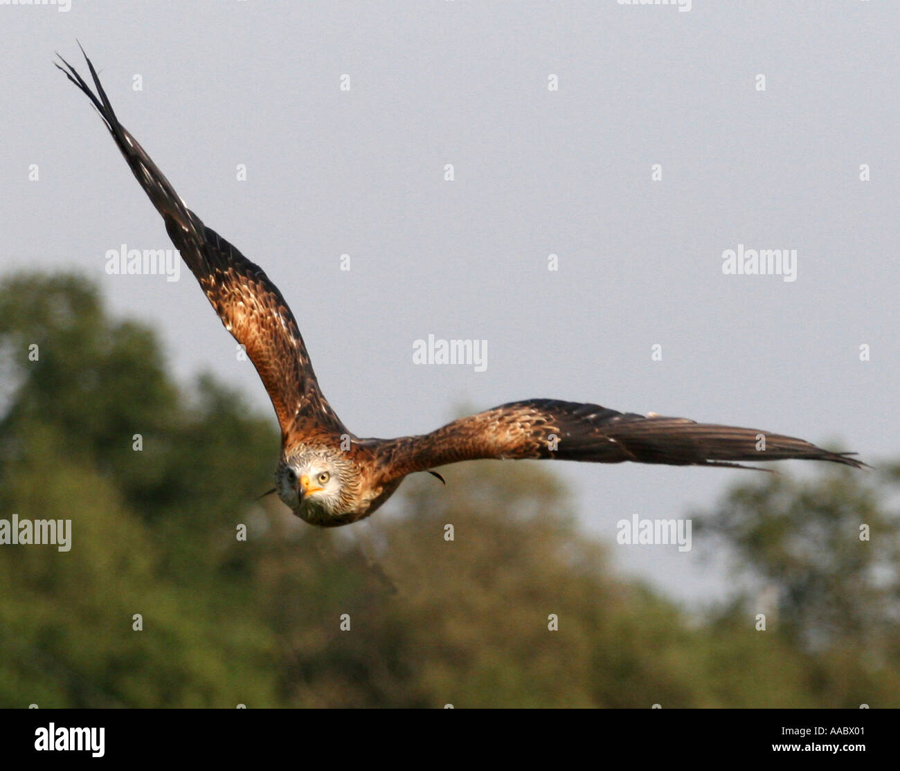 Raptor flight hi-res stock photography and images - Alamy