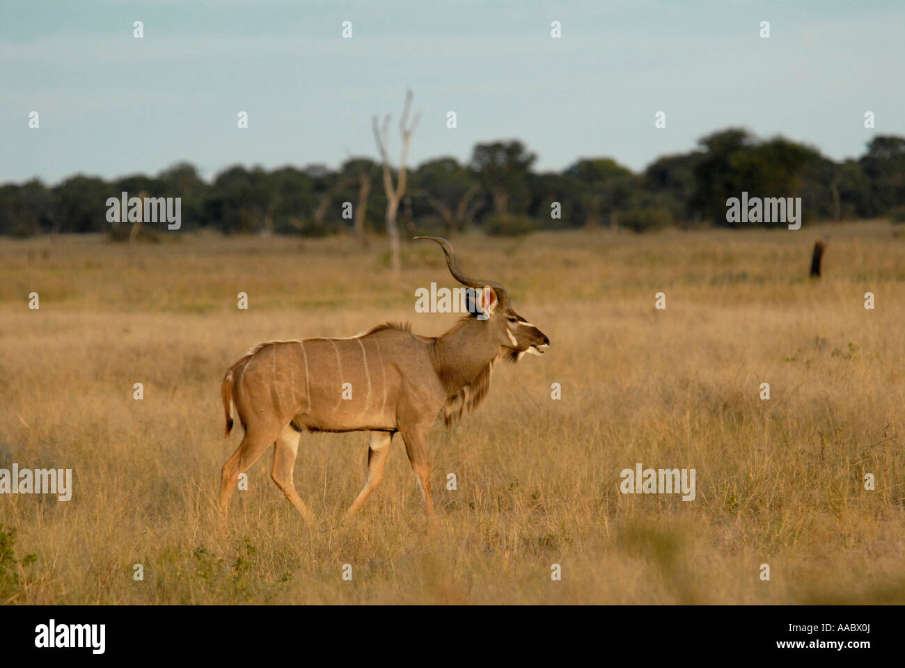 Male Kudu Okavango Delta Botswana Southern Africa Stock Photo - Alamy