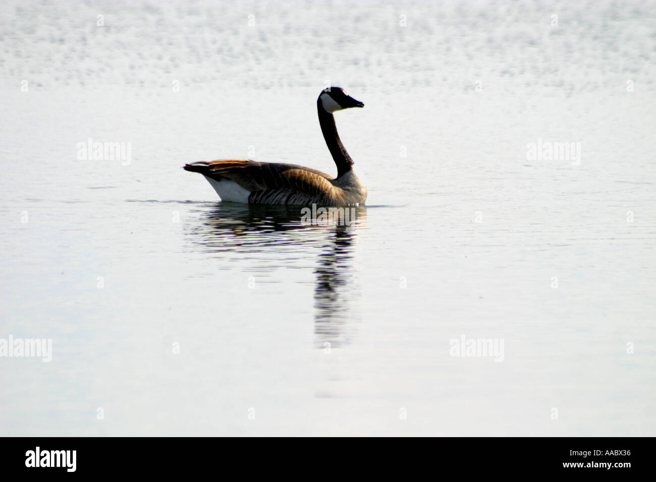 Goose sparkle hi-res stock photography and images - Alamy