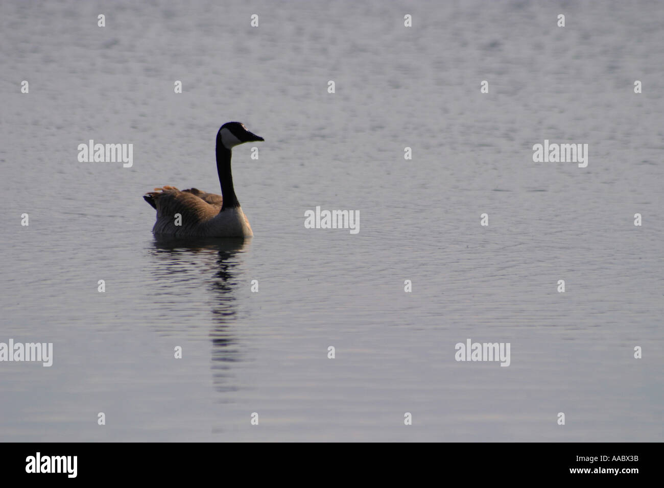 Goose sparkle hi-res stock photography and images - Alamy