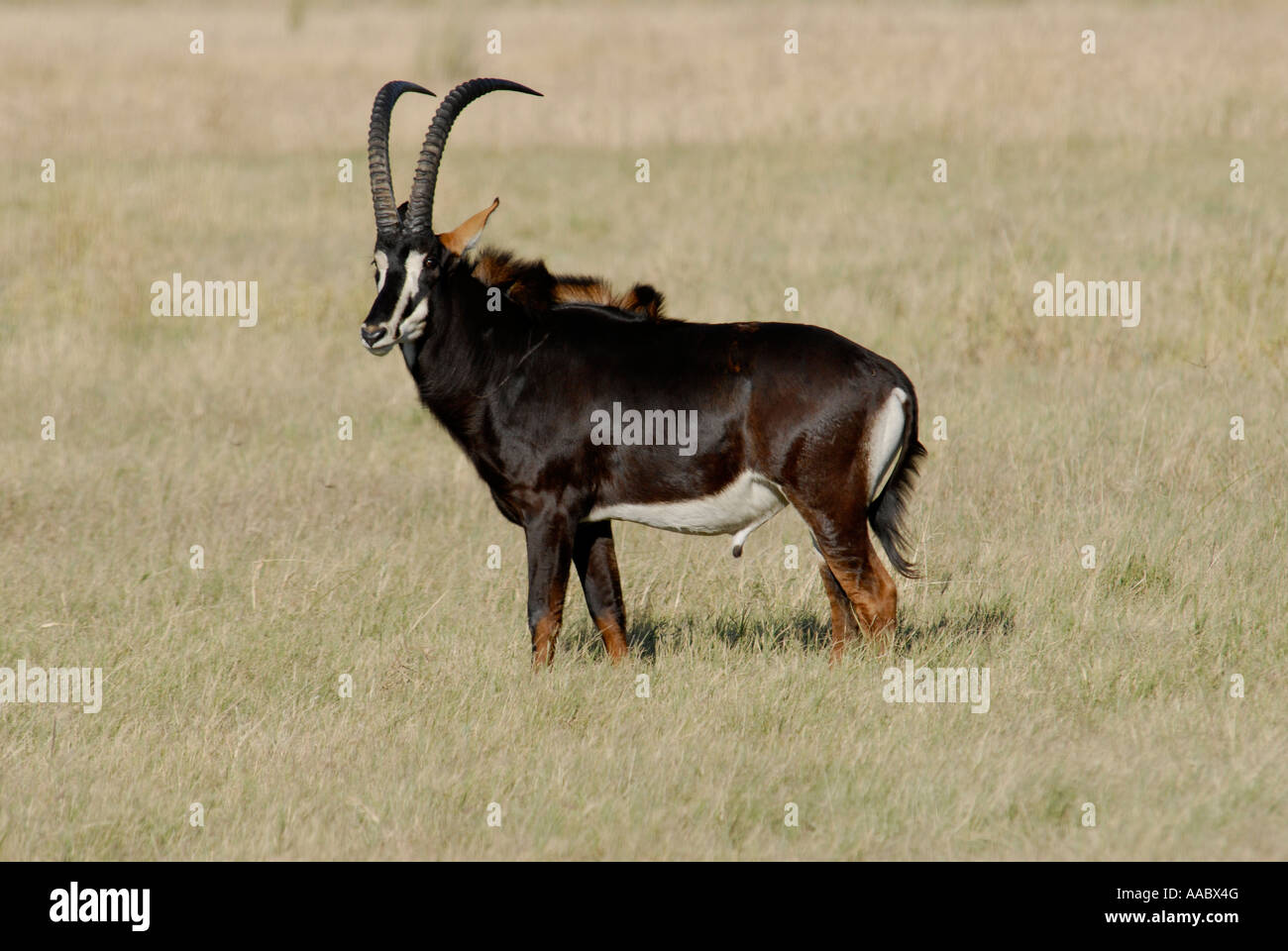 Male Sable Antelope Okavango Delta Botswana Southern Africa Stock Photo ...