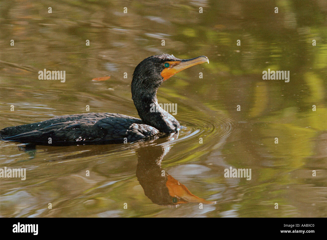 Breeding patterns hi-res stock photography and images - Alamy
