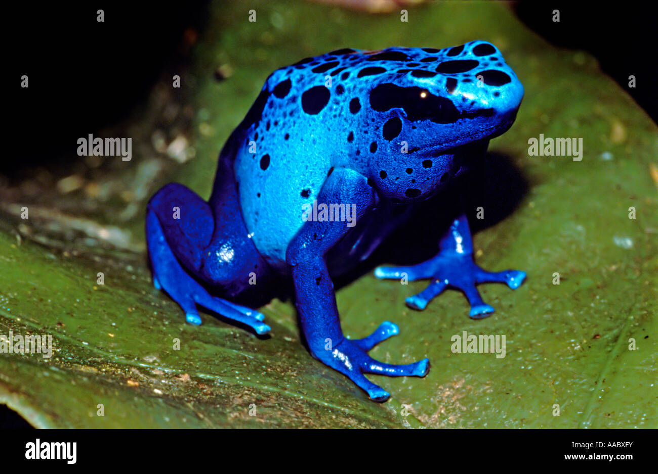 Blue Poison Dart frog (Dendrobates azureus Stock Photo - Alamy