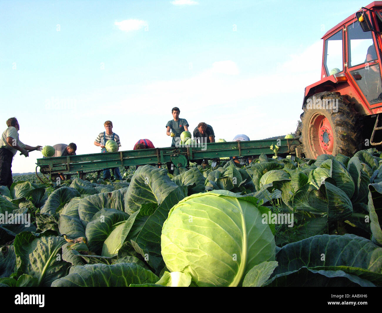 cabbage crop / harvest Stock Photo - Alamy