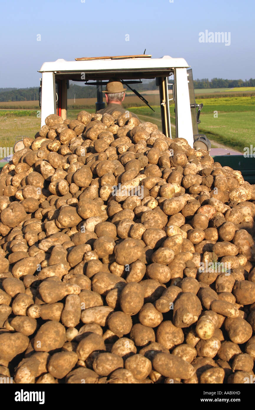 Agrarian society potato hi-res stock photography and images - Alamy