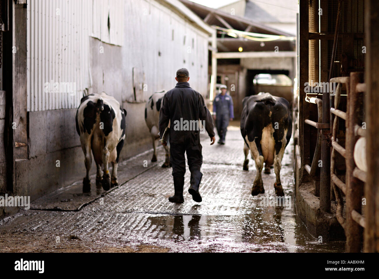 Cattle hearding hi-res stock photography and images - Alamy
