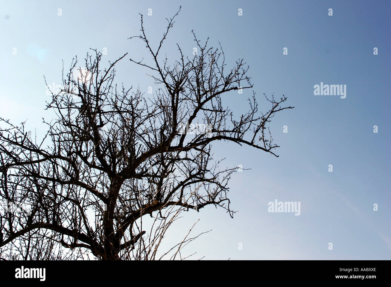 Tree in winter Stock Photo - Alamy