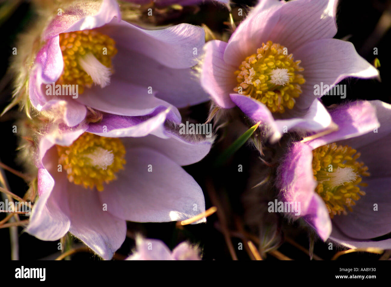 Wild Prairie Crocuses Stock Photo - Alamy