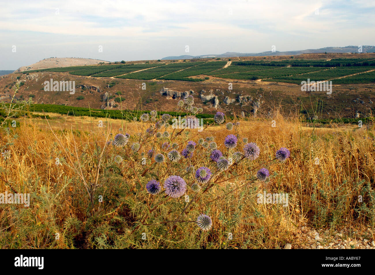 Lower Galilee scenery Northern Israel Stock Photo - Alamy