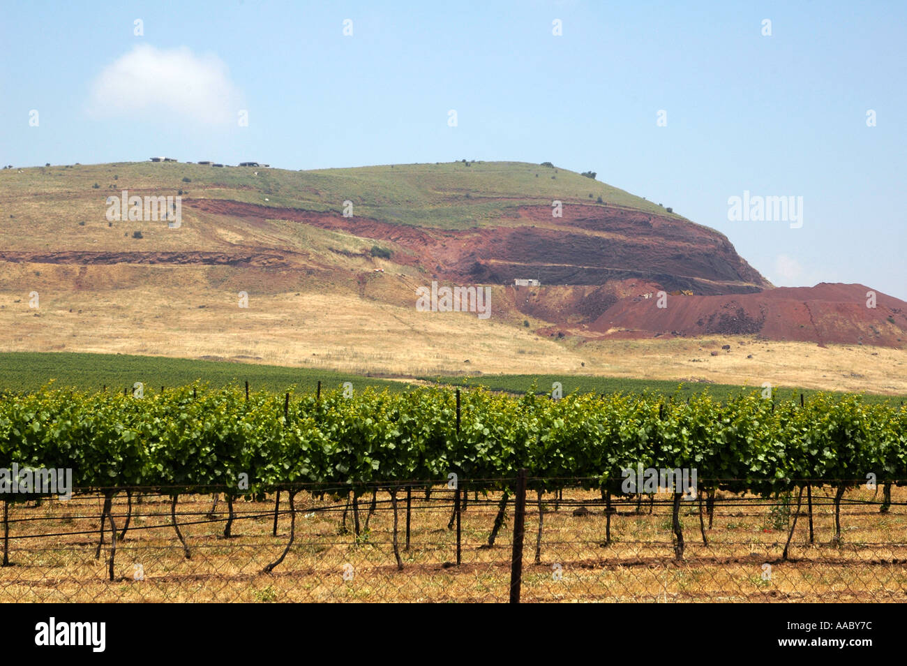 Israel Vineyard Golan High Resolution Stock Photography and Images - Alamy