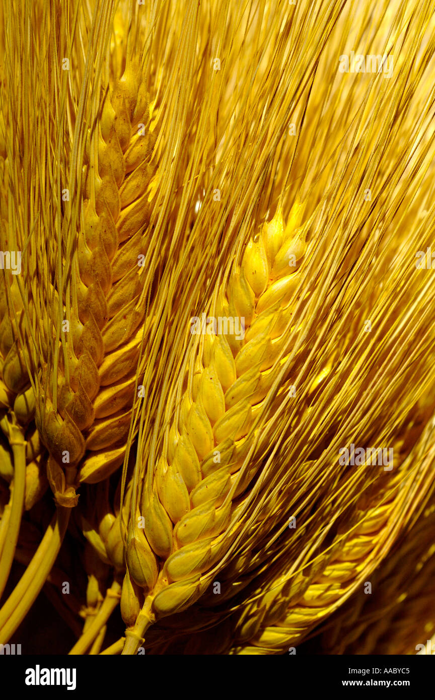 Ears of barley Stock Photo - Alamy