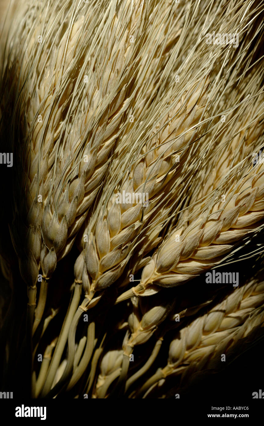 Ears of barley Stock Photo - Alamy