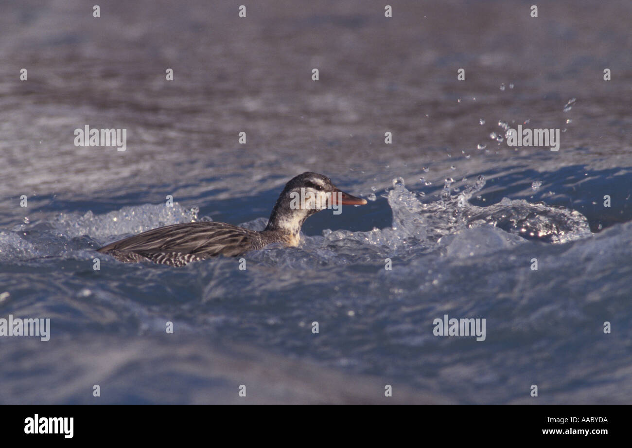 Torrent duck in water hi-res stock photography and images - Alamy