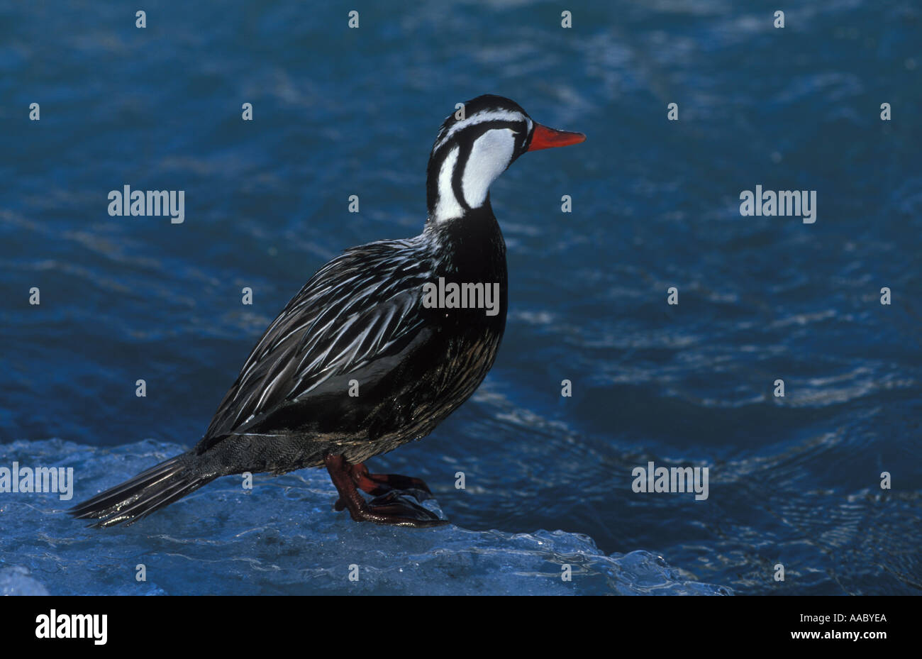Torrent duck chile hi-res stock photography and images - Alamy